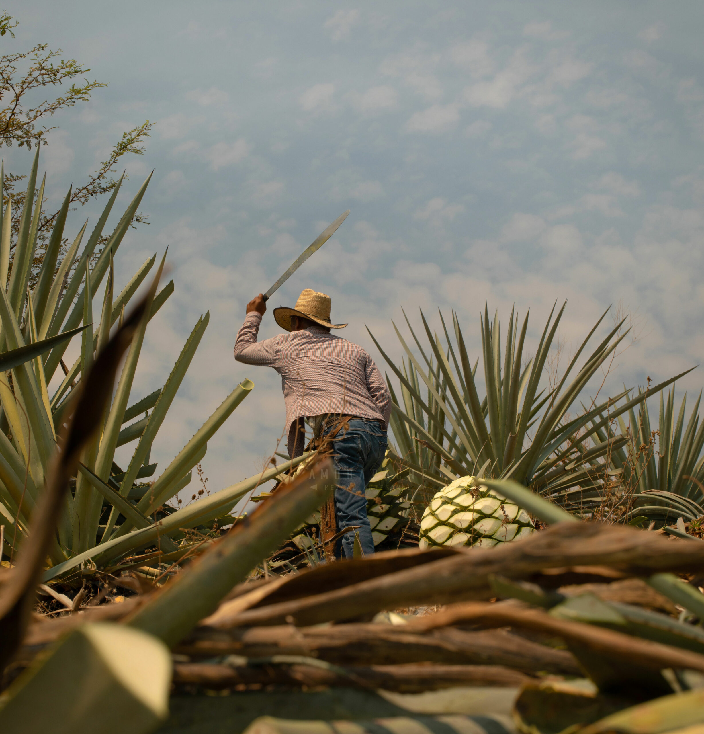 Conoce el Mezcal "Amor Apache", tradición en cada trago. - Maple Space