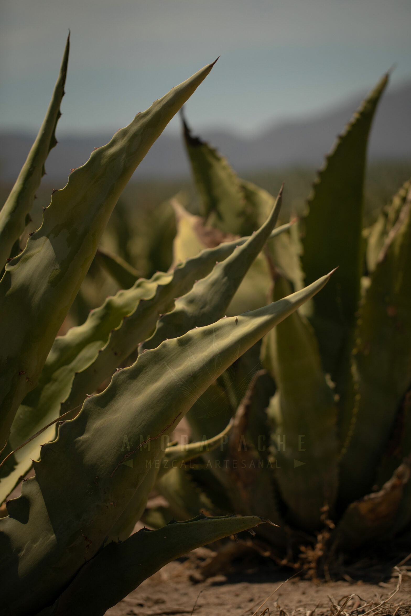 Conoce el Mezcal "Amor Apache", tradición en cada trago. - Maple Space